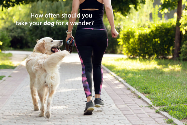 Going for dog walks: how often should we go?