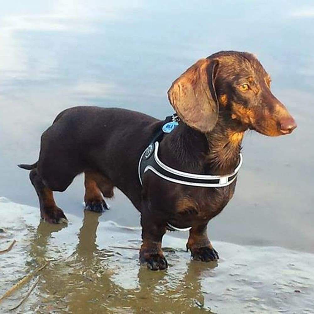 Tre Ponti Genesis Step In Harness For Dogs And Cats, Black - Modern Pets