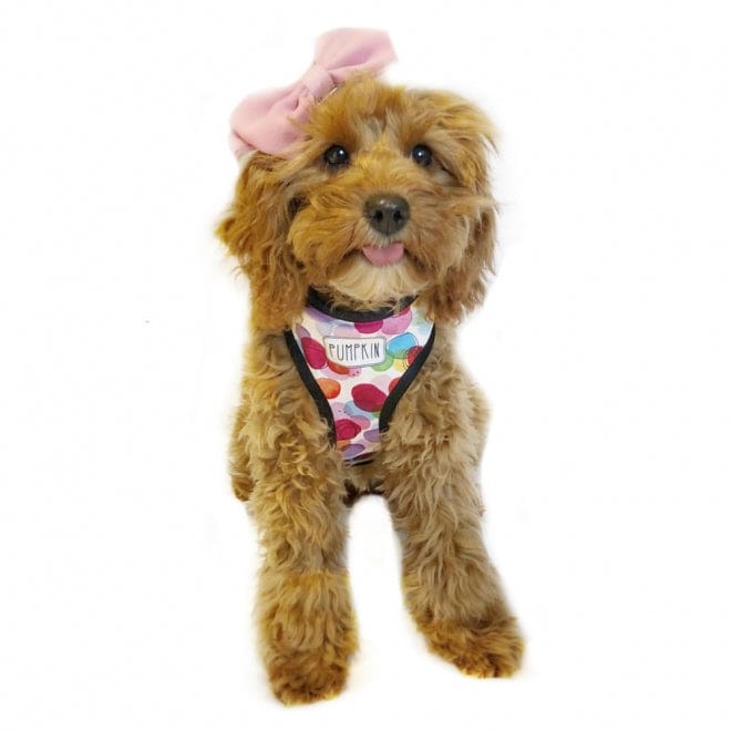 Personalised Pet Harness - Confetti